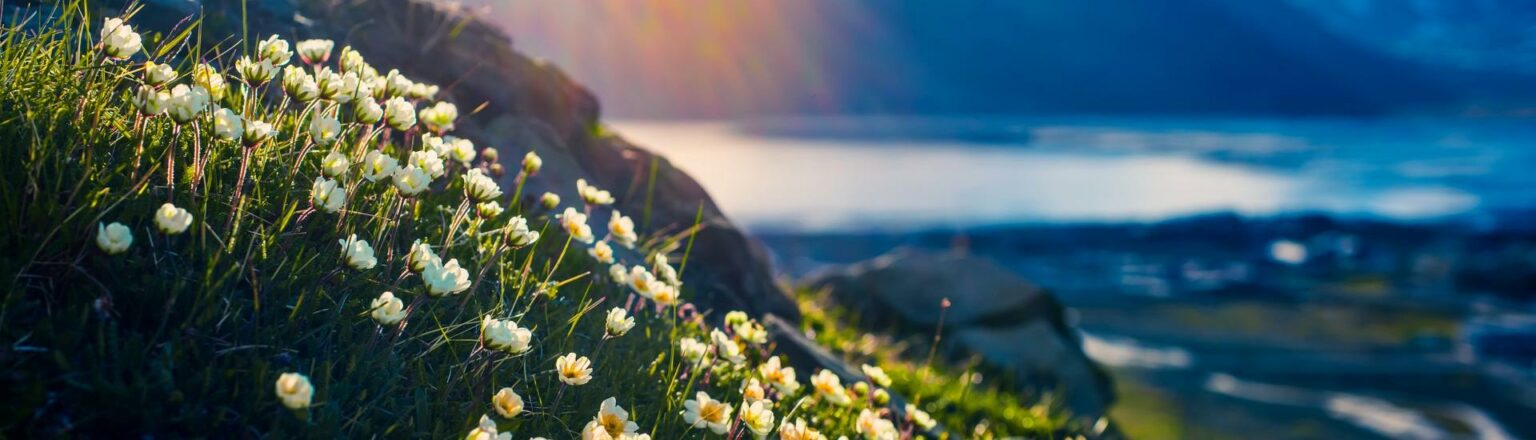 Slik fikk Vitus Reiser effektivisert bildebruken med bildebank ...